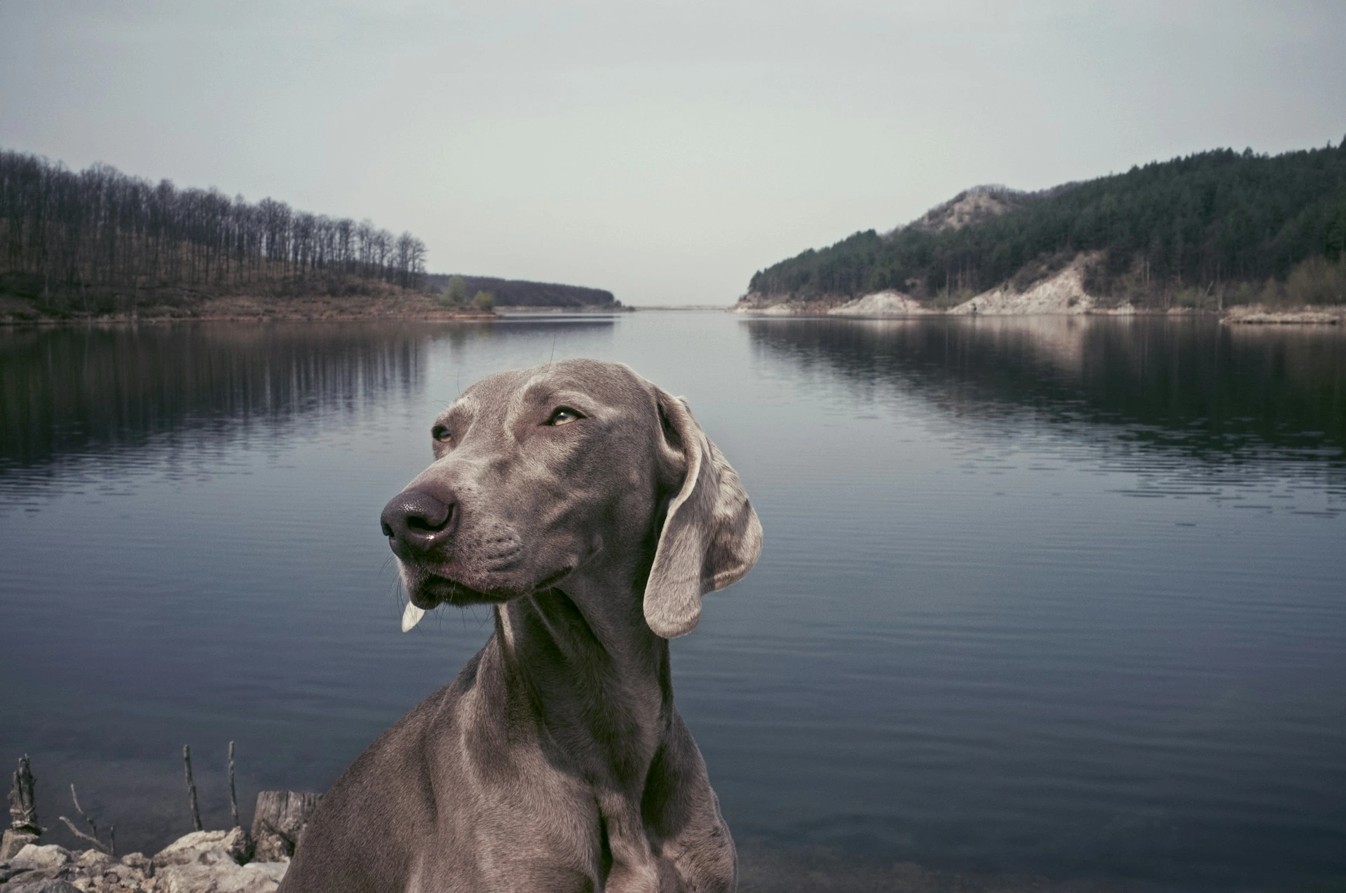 Hurricane Pet Prep | Red Bluff Animal Hospital