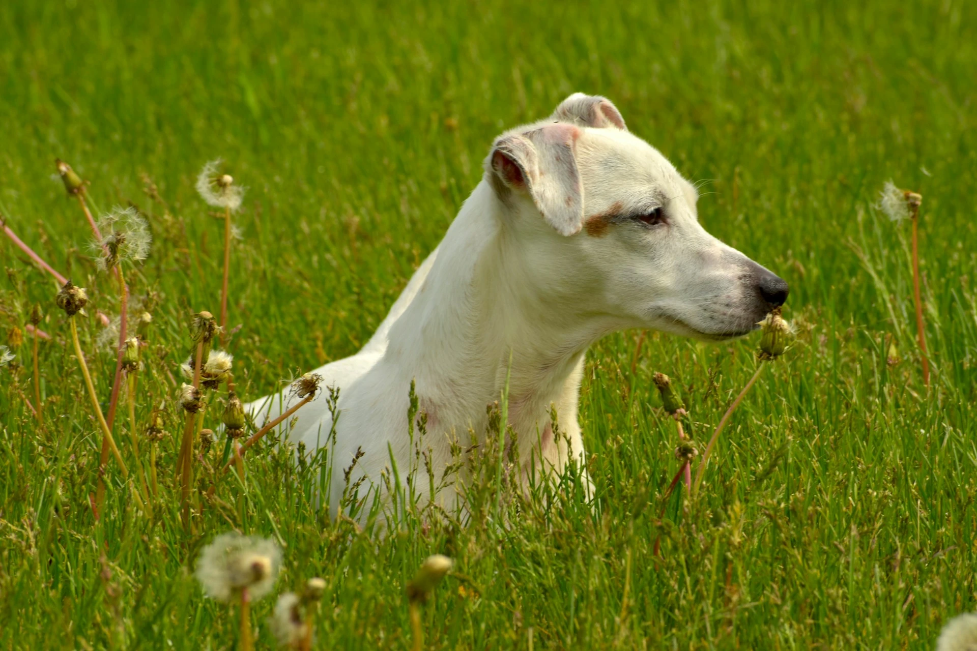 Your Dog and Foxtail Grasses: What Owners Should Know | Red Bluff ...