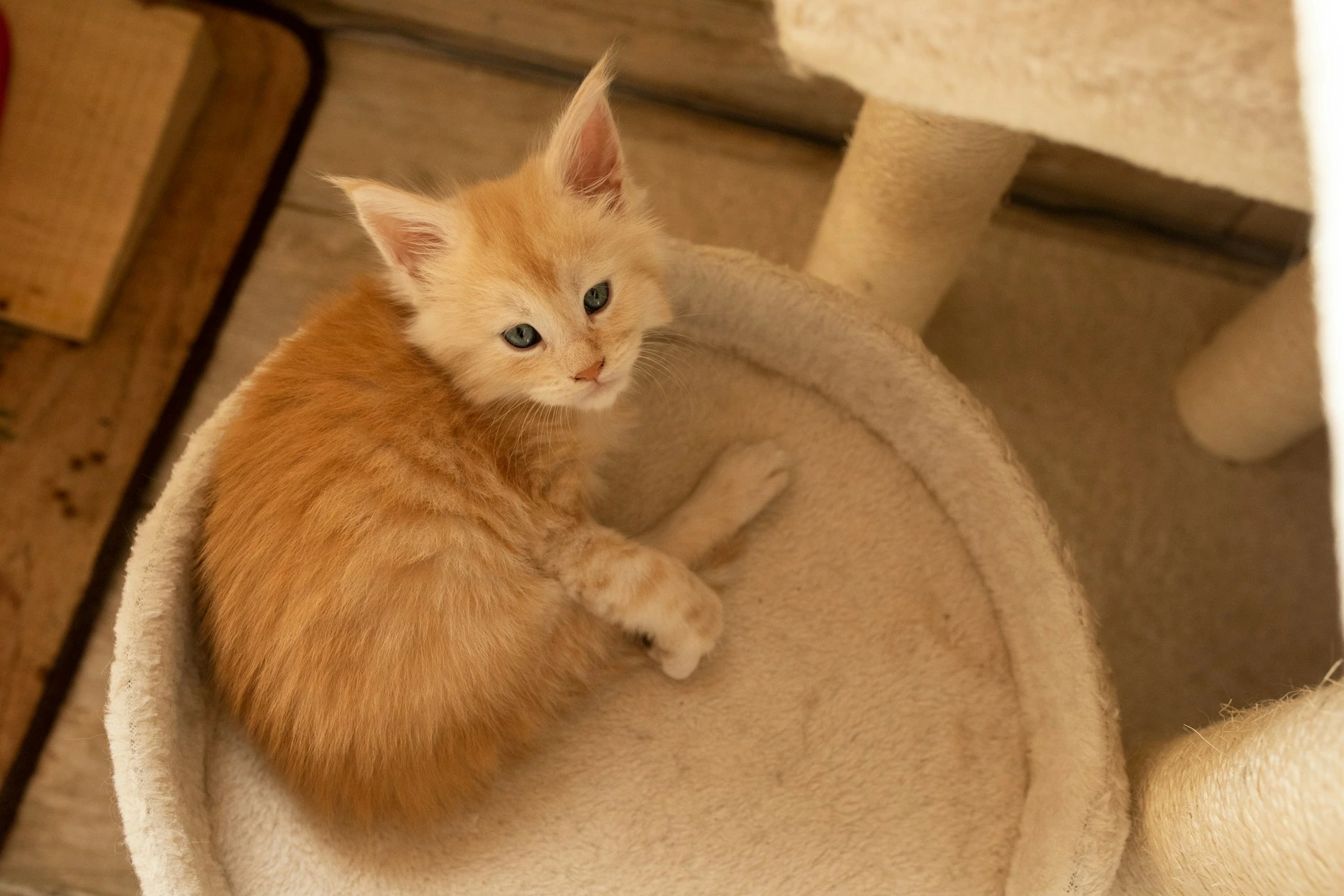 Cat Entertainment Tips | Red Bluff Animal Hospital